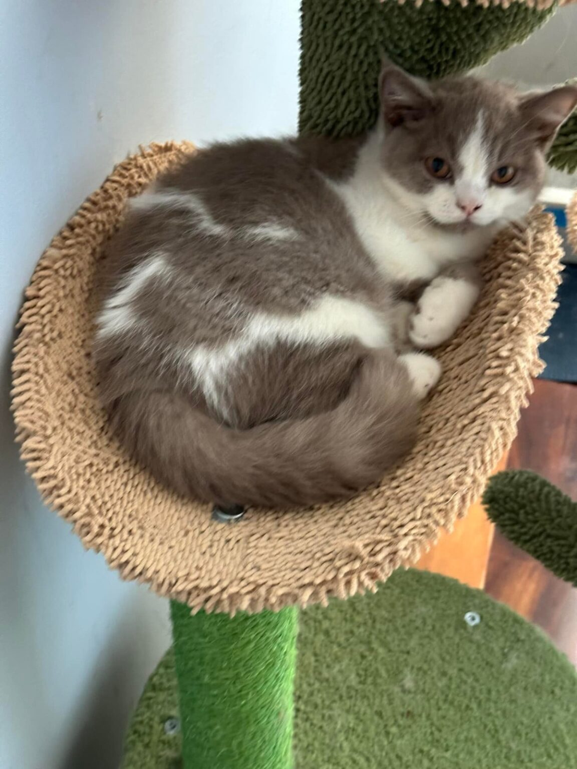 Available Kittens – British Shorthair Paradise